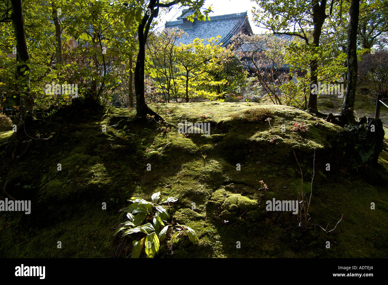 Myoshin ji garden hi-res stock photography and images - Alamy