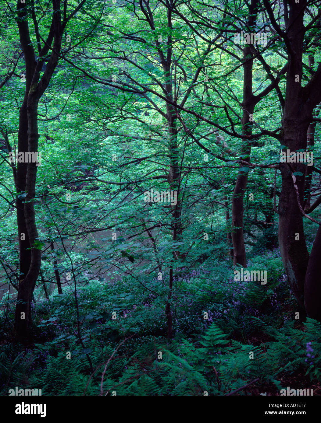 Seaton Park Aberdeen High Resolution Stock Photography and Images - Alamy