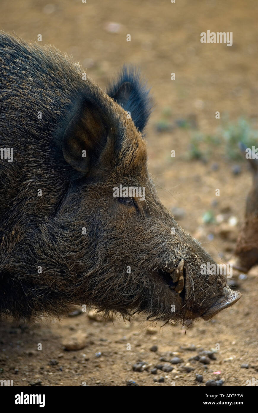 Spanish jabali hi-res stock photography and images - Alamy