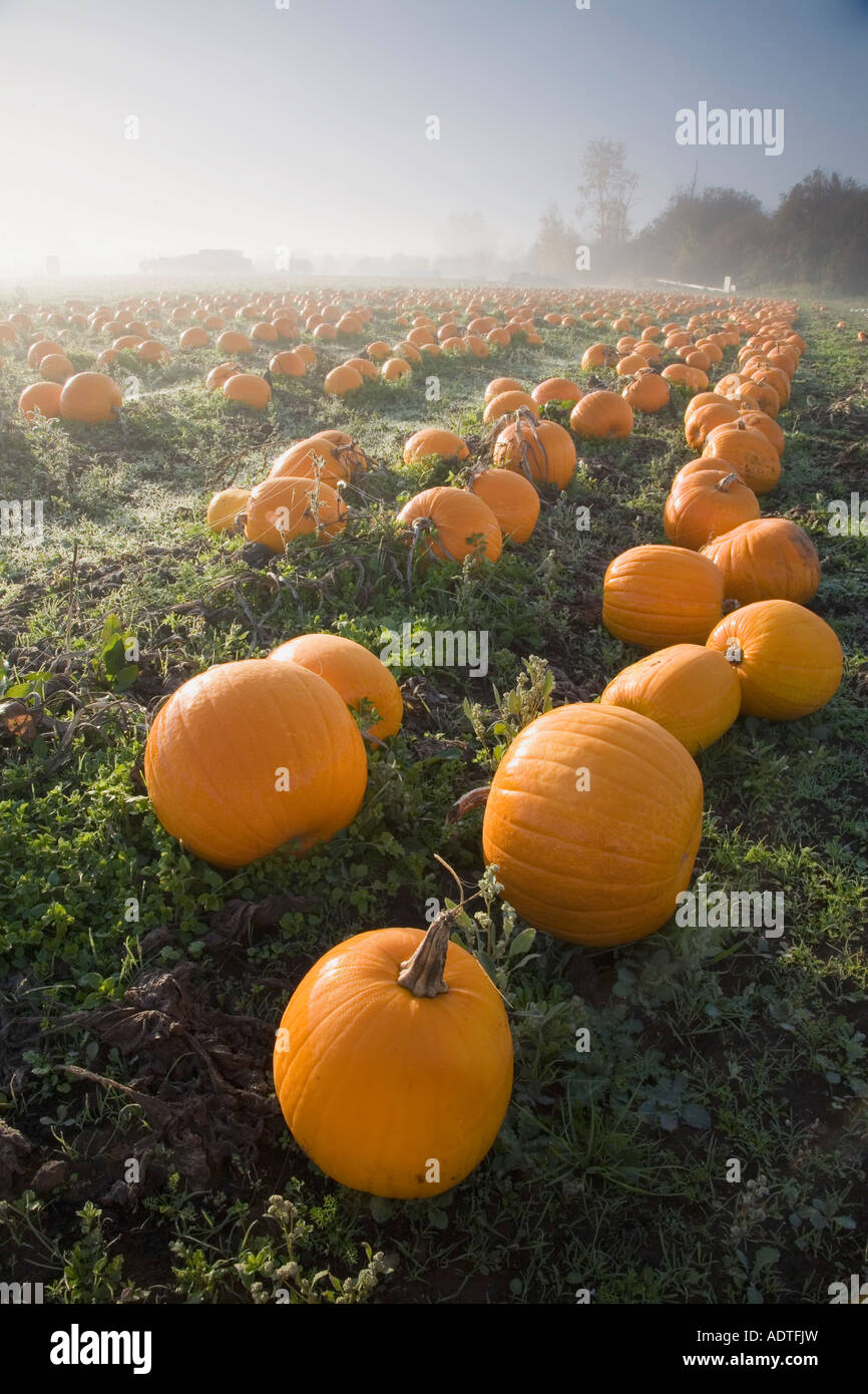 Pumpkinpatches hi-res stock photography and images - Alamy