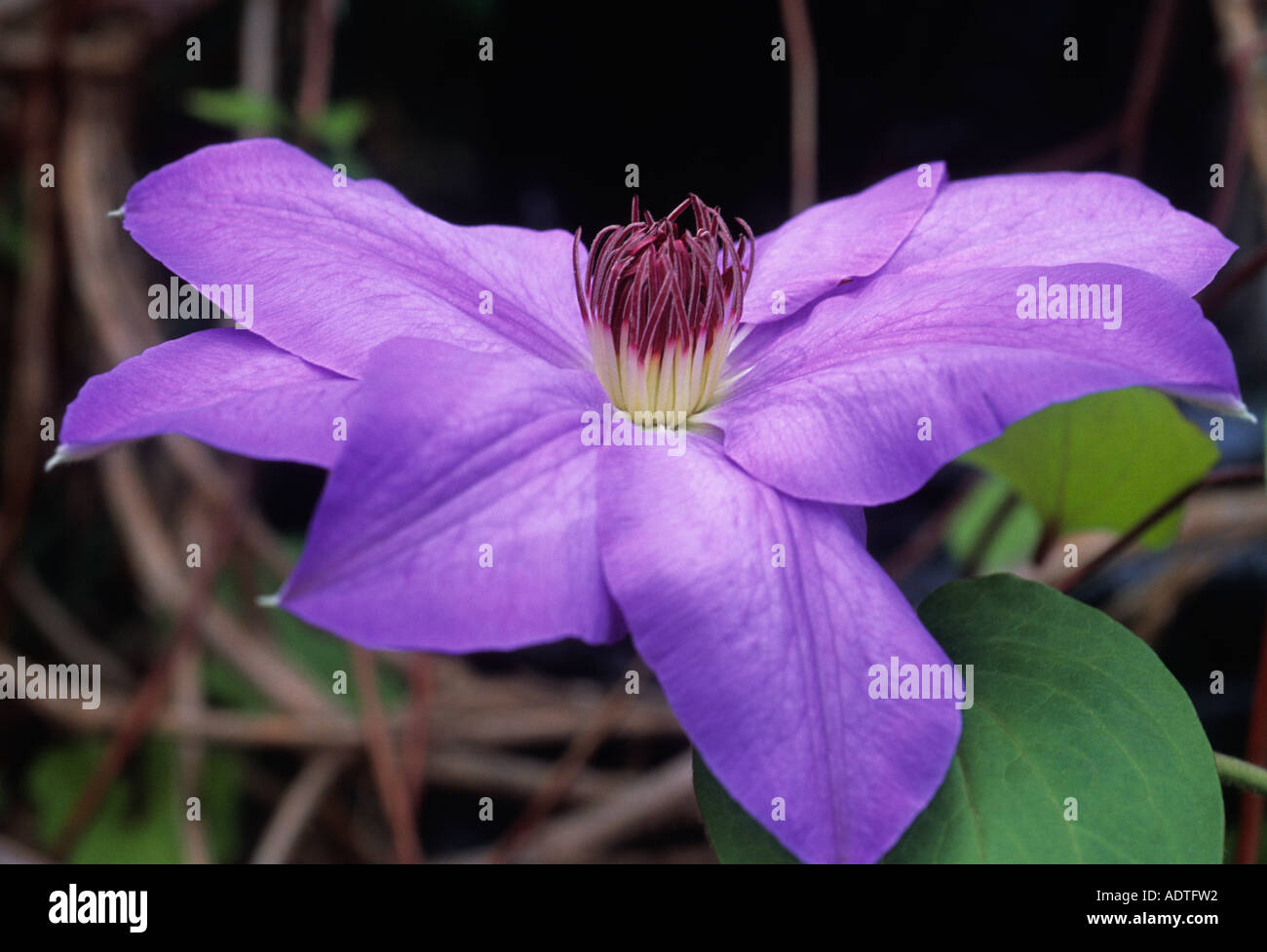 Clematis Ramona perennial flower in the Conservatory Garden in Central ...