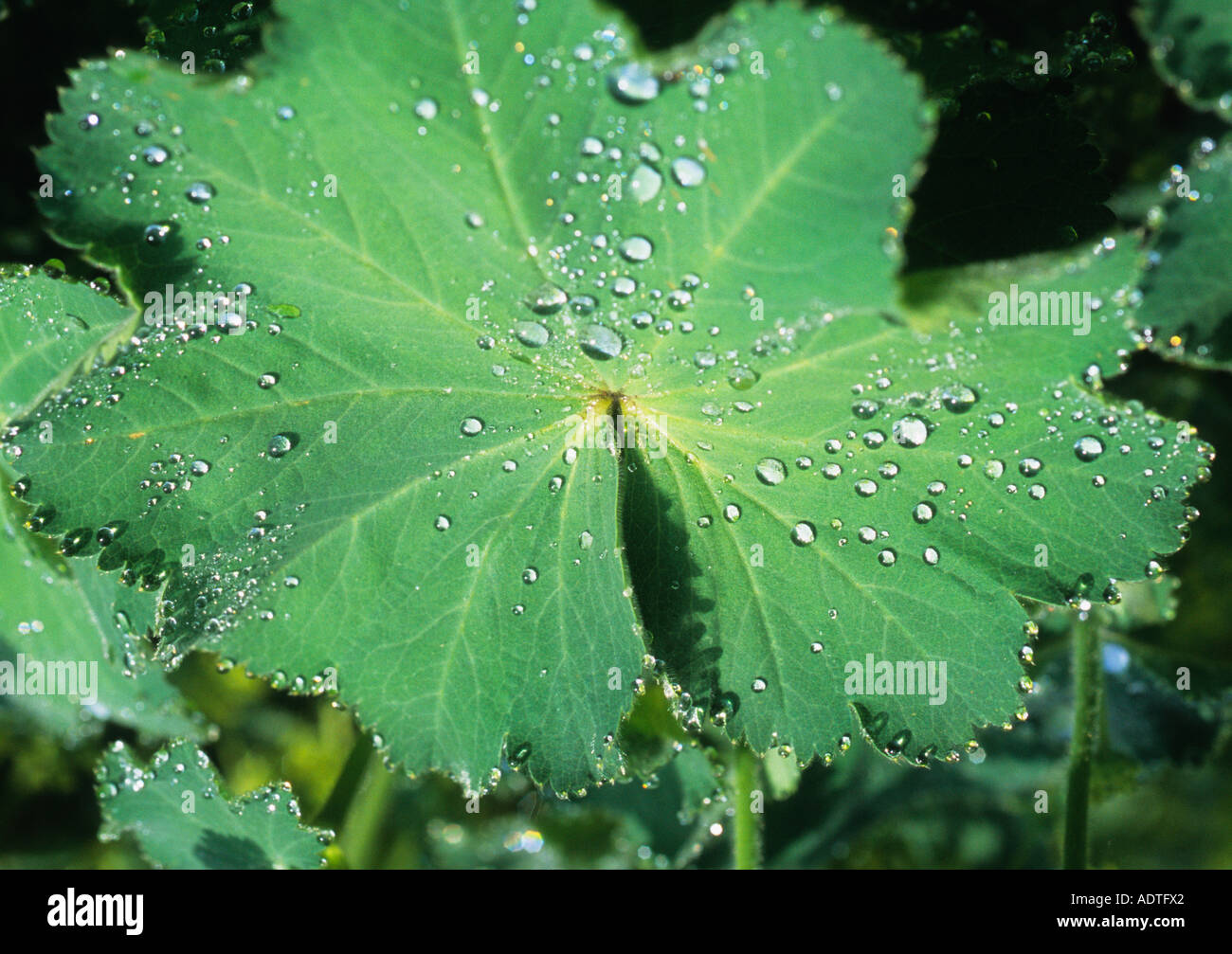Water lilly pad. The Central Park Conservatory Garden in Central Park ...