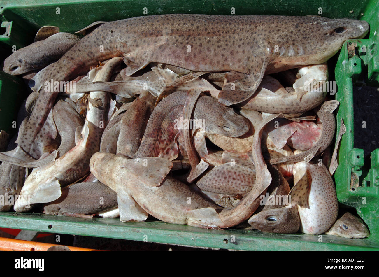 Spoiled fish hi-res stock photography and images - Alamy