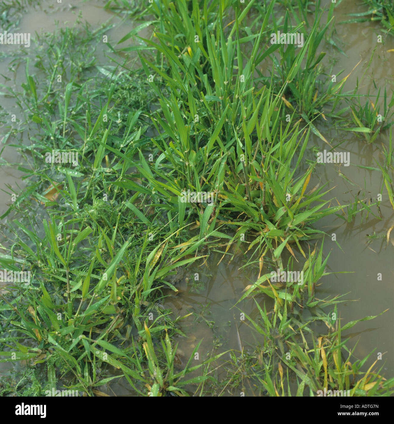 Heavy waterlogging hi-res stock photography and images - Alamy