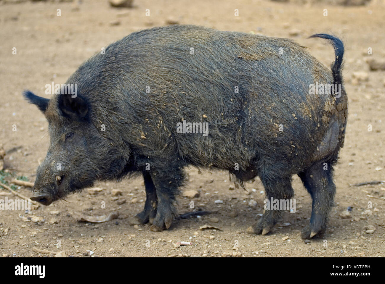 Spanish jabali hi-res stock photography and images - Alamy