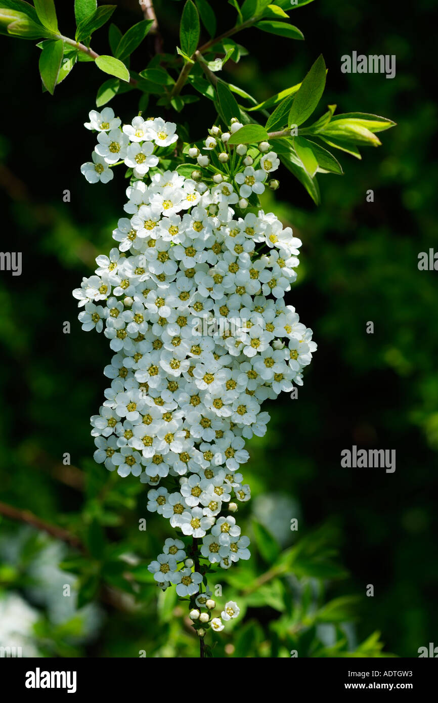 Leptospermum white cluster small flower spike on evergreen foliage ...