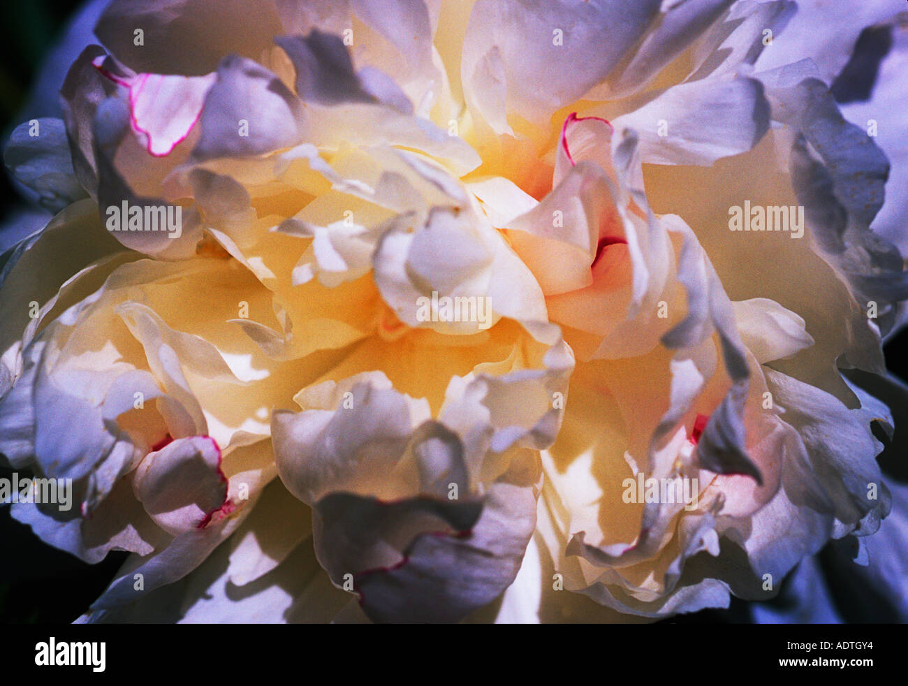 Open peonies hi-res stock photography and images - Alamy