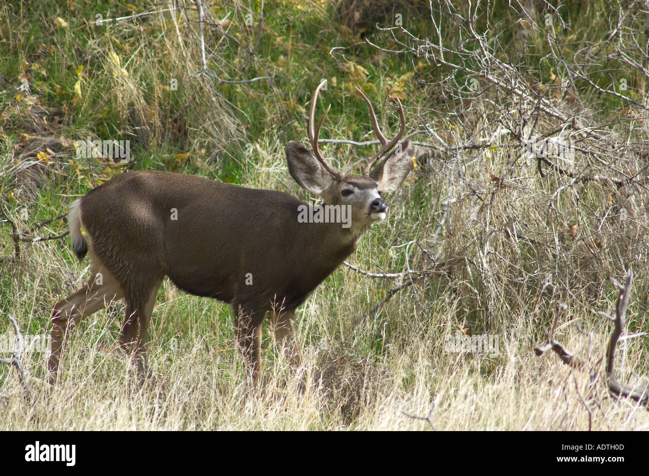 mule deer Utah Stock Photo - Alamy