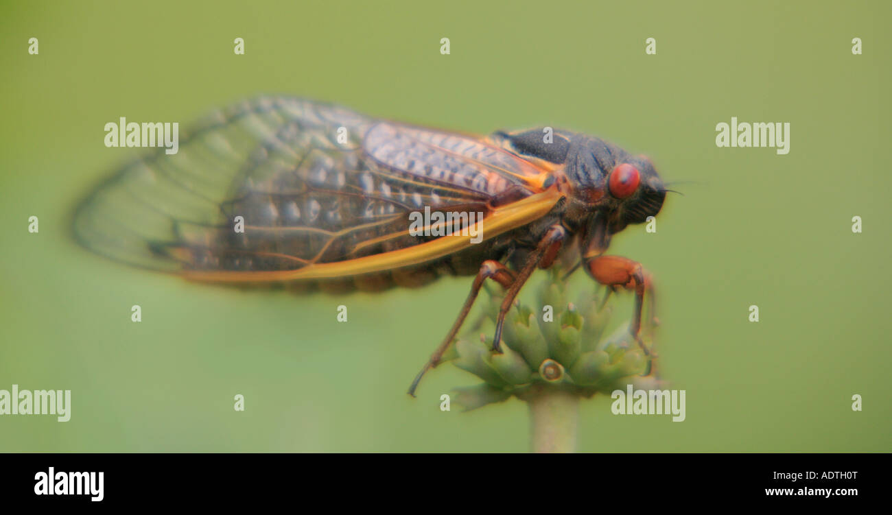 17 year northern race periodical cicada magicicada septendecim northern ...