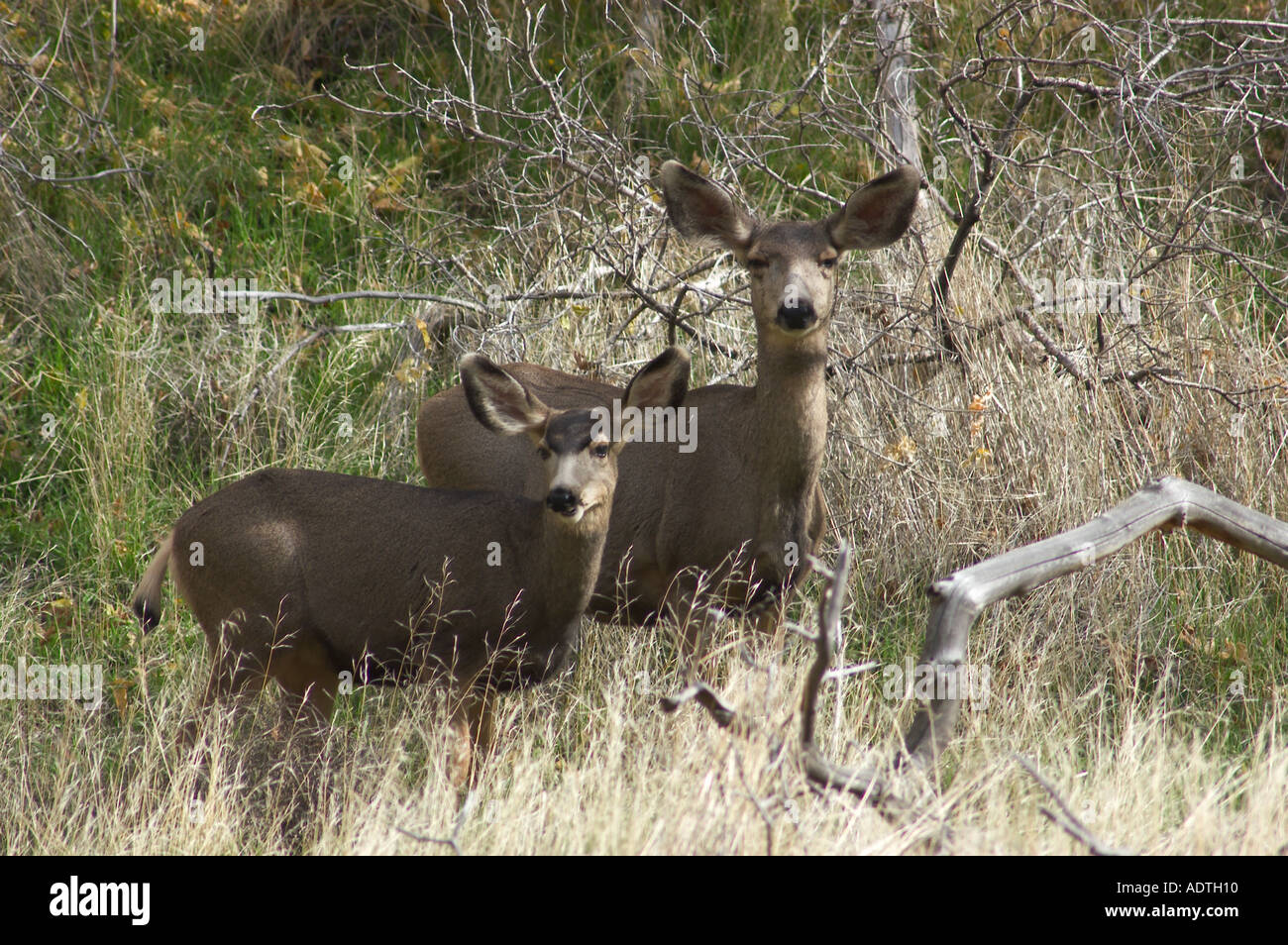 mule deer Utah Stock Photo - Alamy