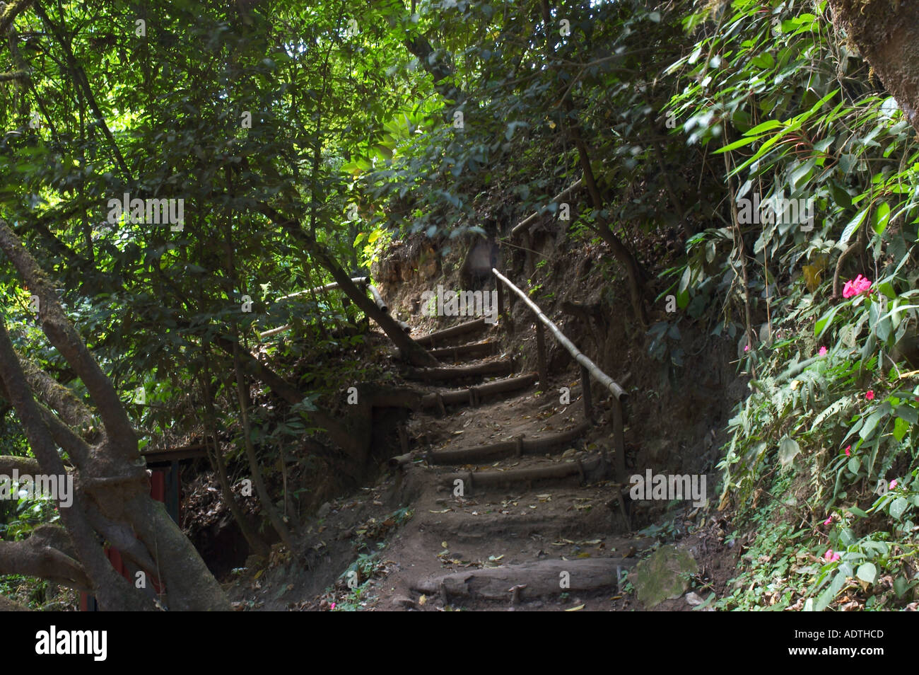 rain forest path Costa Rica Stock Photo - Alamy