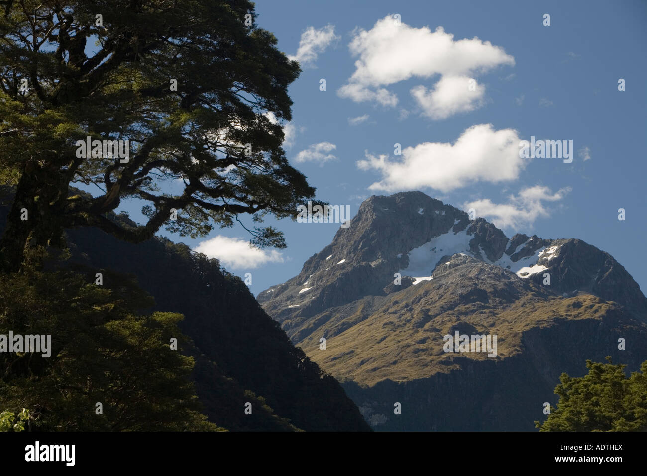 New Zealand South Island Fiordland National Park Temperate rainforest ...