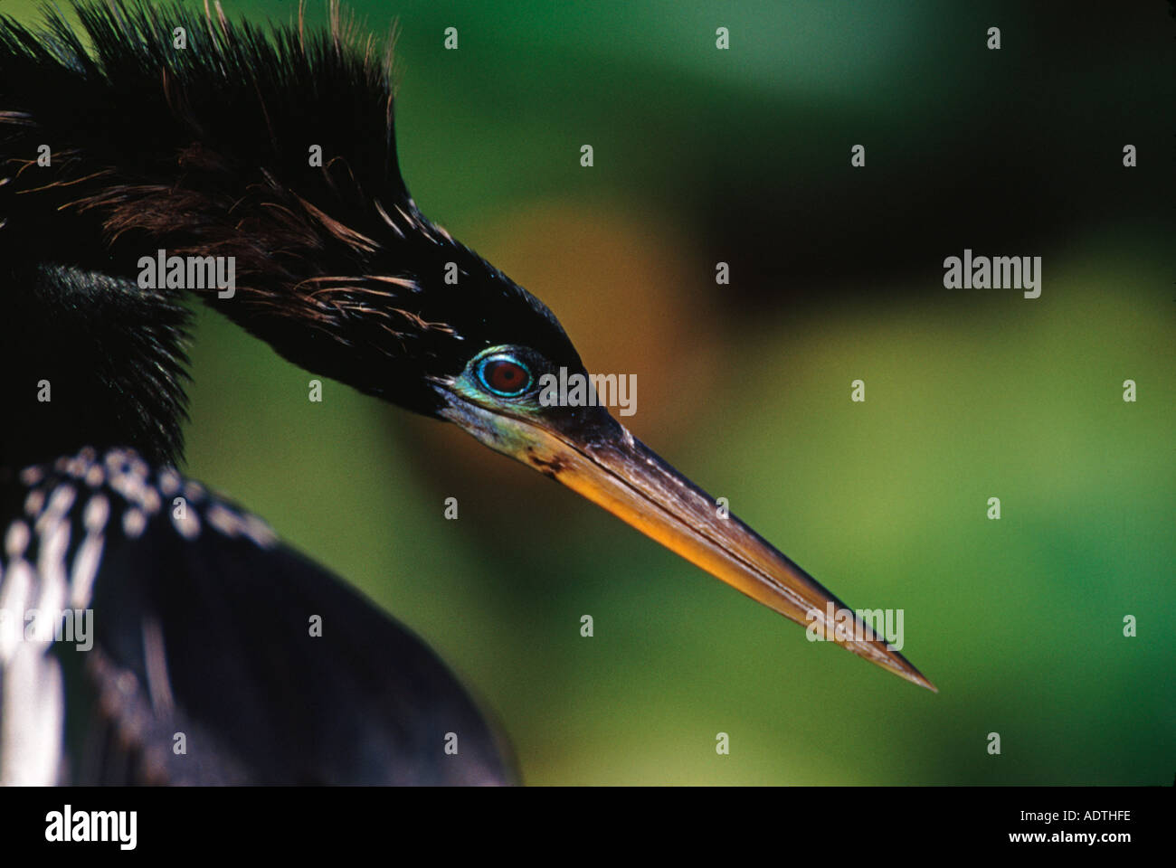 Male Anhinga (Anhinga anhinga) in breeding plumage Stock Photo - Alamy
