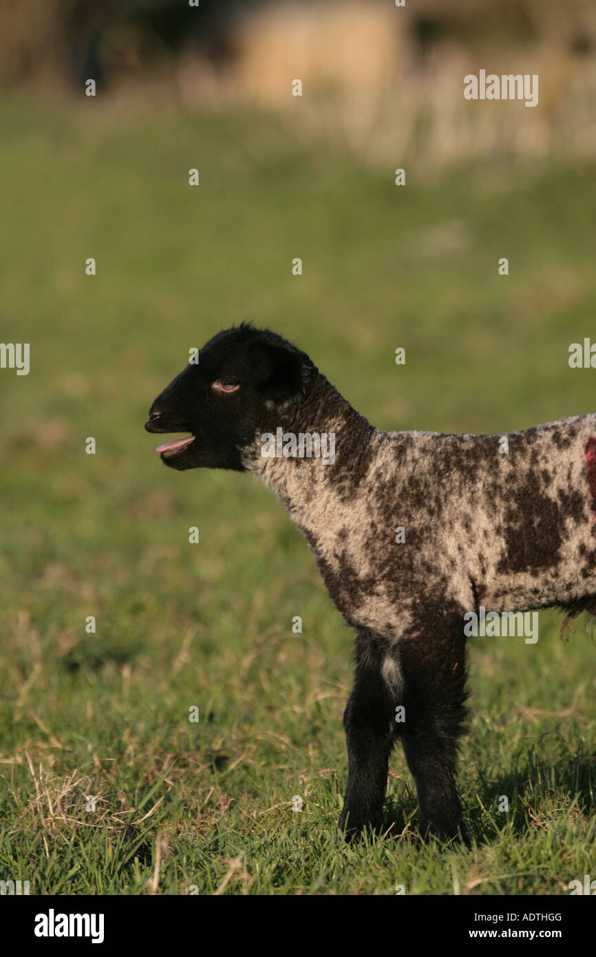 Lamb bleeting in grass field Stock Photo - Alamy