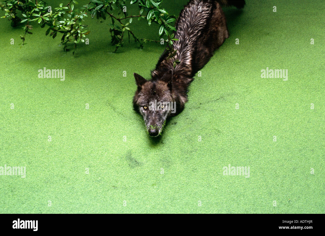 Green Eyed Brown Wolf Pup