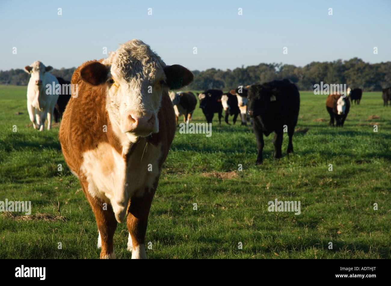 Commercial beef cattle herd Stock Photo - Alamy