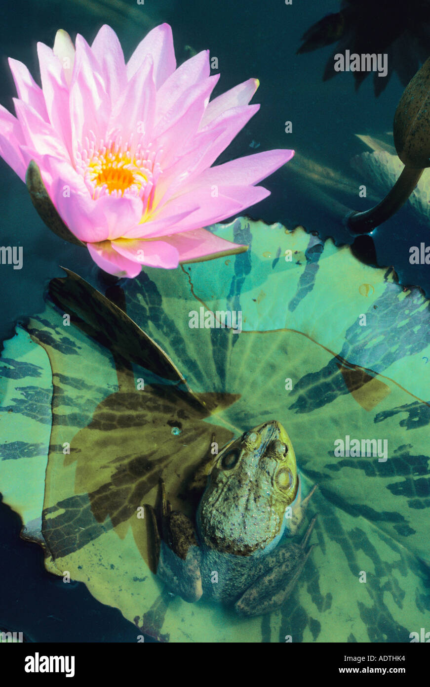 Sandra baker water hi-res stock photography and images - Alamy