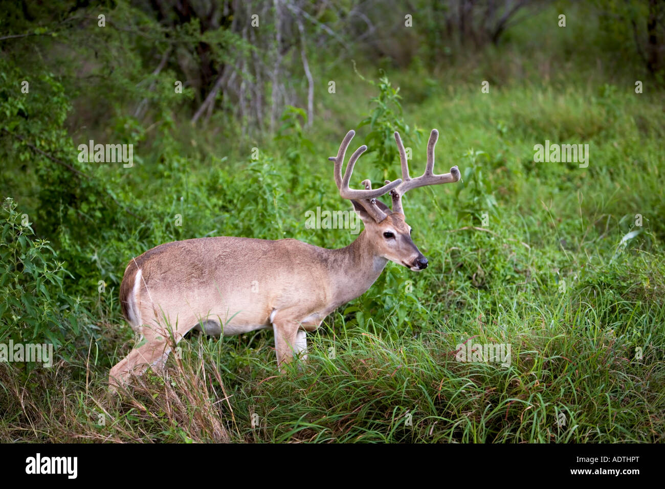 Deer Buck Whitetail grass forest Texas Stock Photo - Alamy