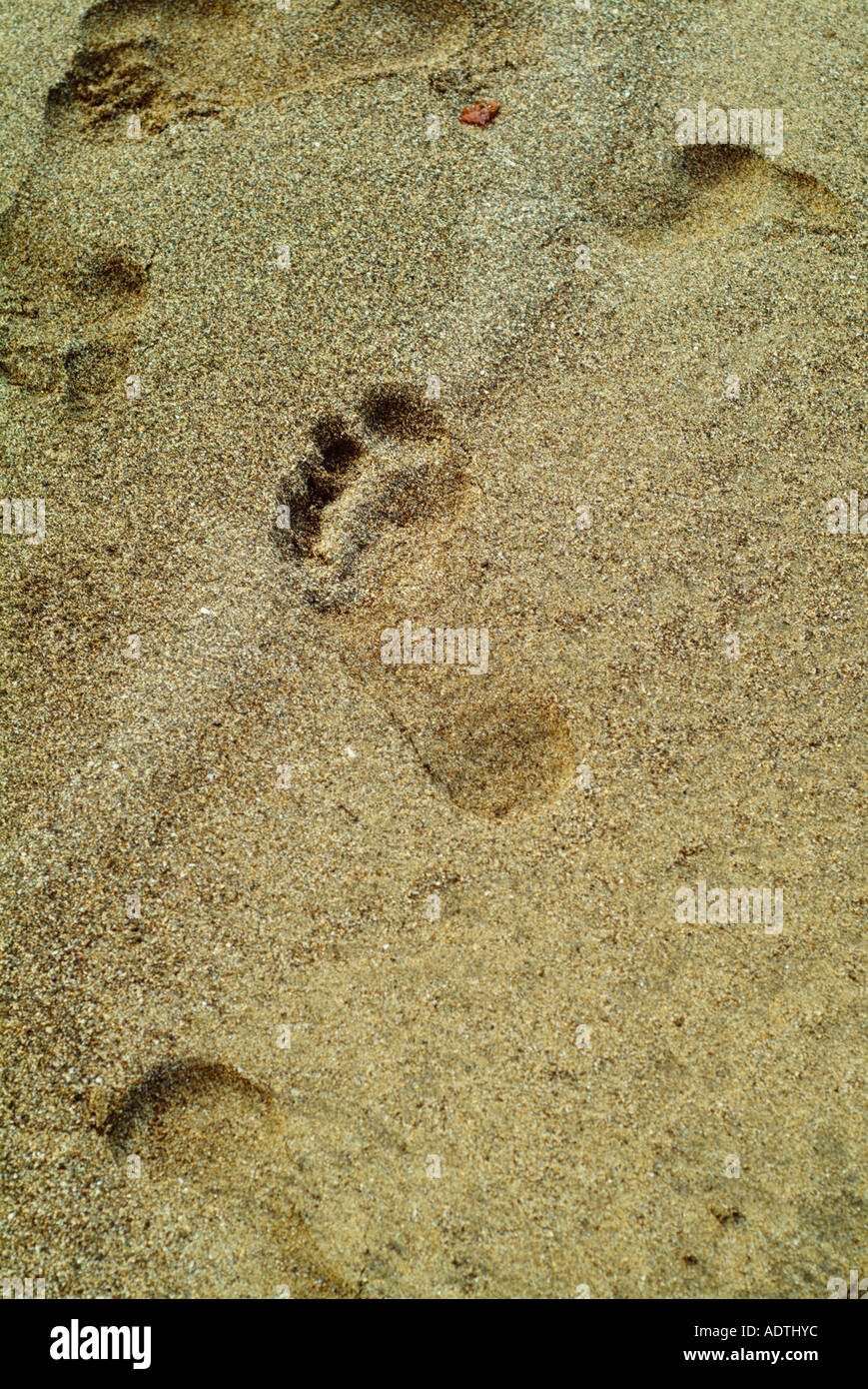 Stamp Feet High Resolution Stock Photography and Images - Alamy