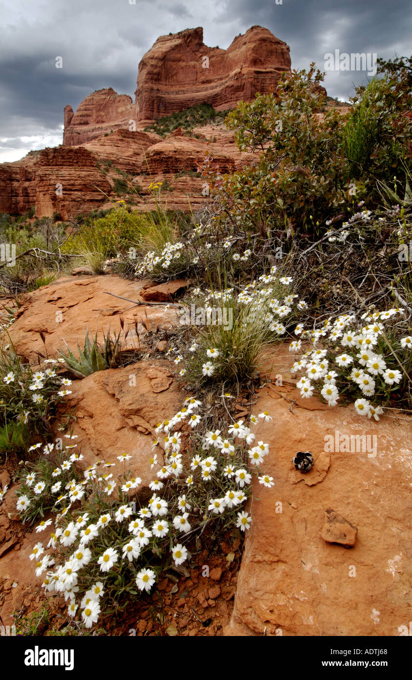Bear wallow hi-res stock photography and images - Alamy