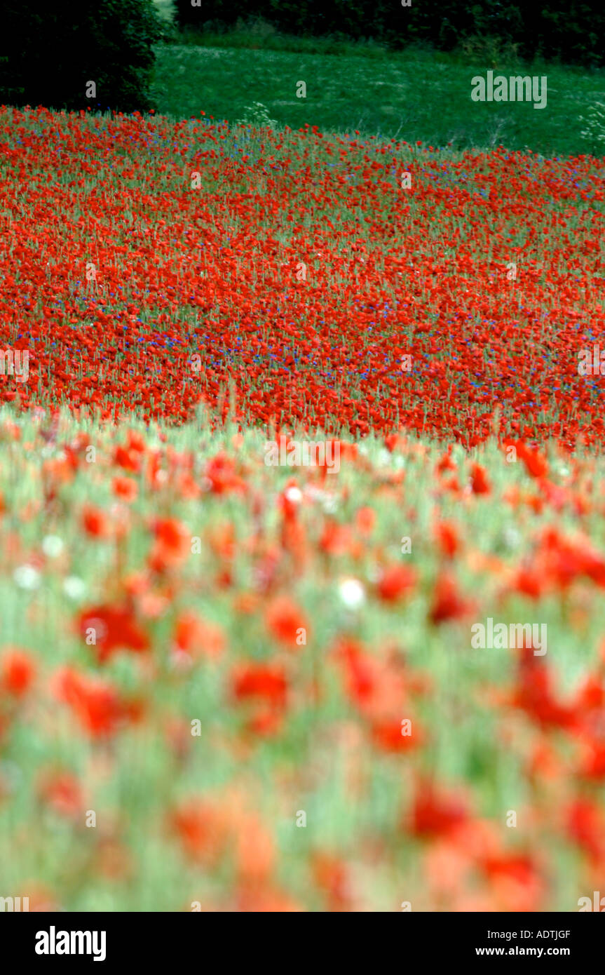 Poppies growing in wheat field at Pim Hill organic farm, Harmer Hill ...
