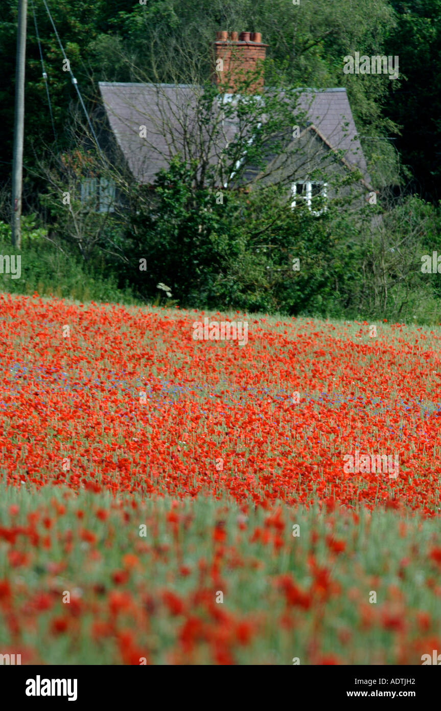 Poppies growing in wheat field at Pim Hill organic farm, Harmer Hill ...