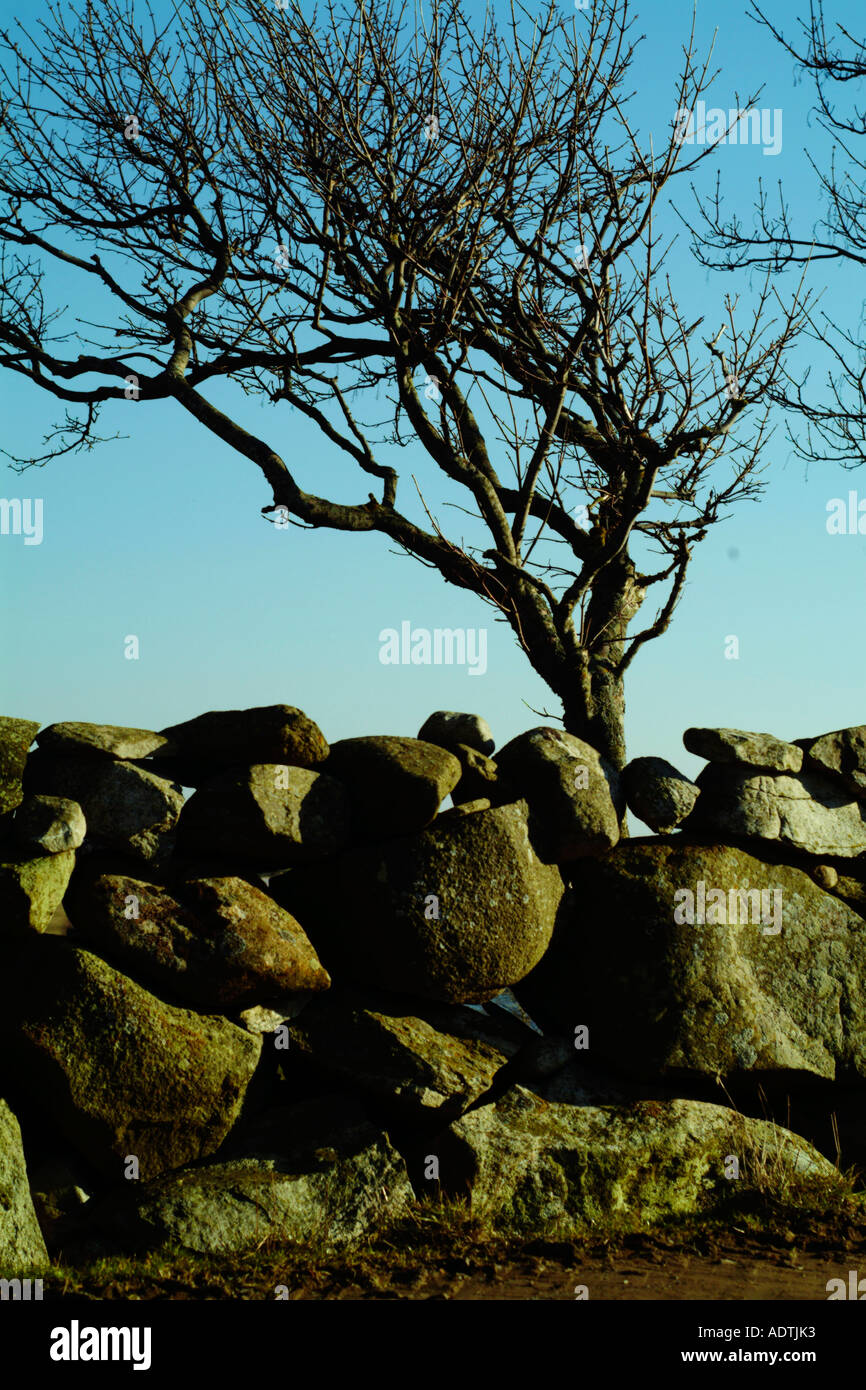 three bending by the wind Stock Photo - Alamy