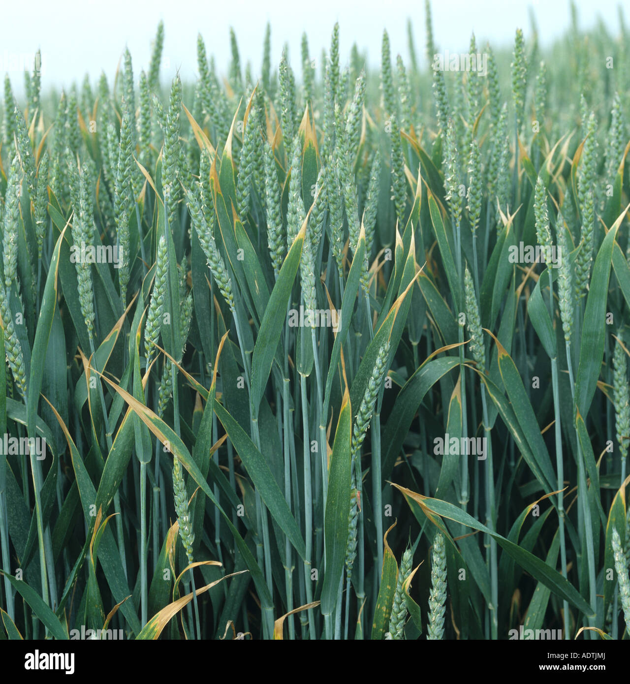 Drought stress brown tipping on the leaves of a wheat crop in ear ...