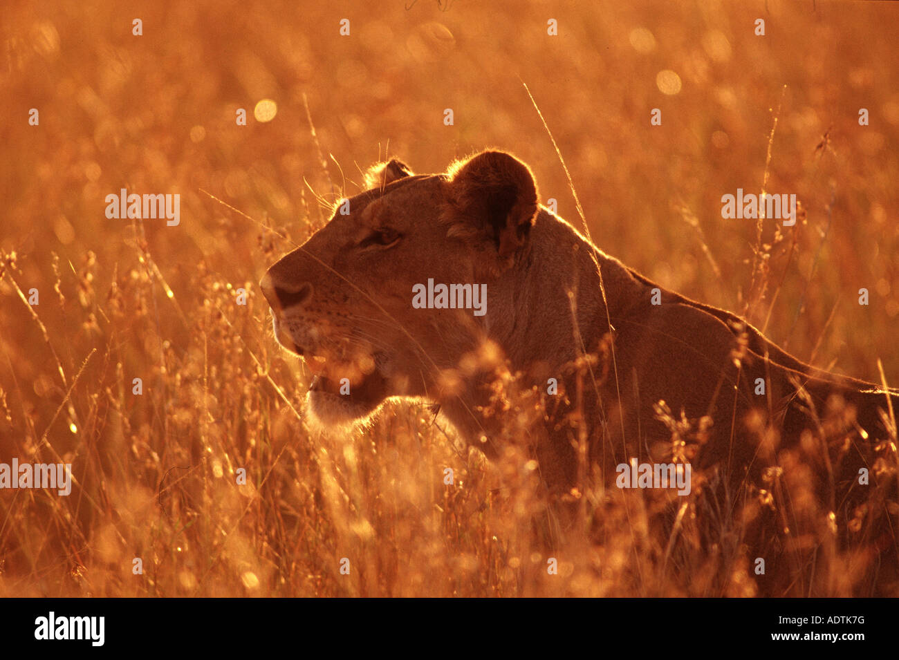 lioness hiding in grass,masai mara,kenya Stock Photo - Alamy