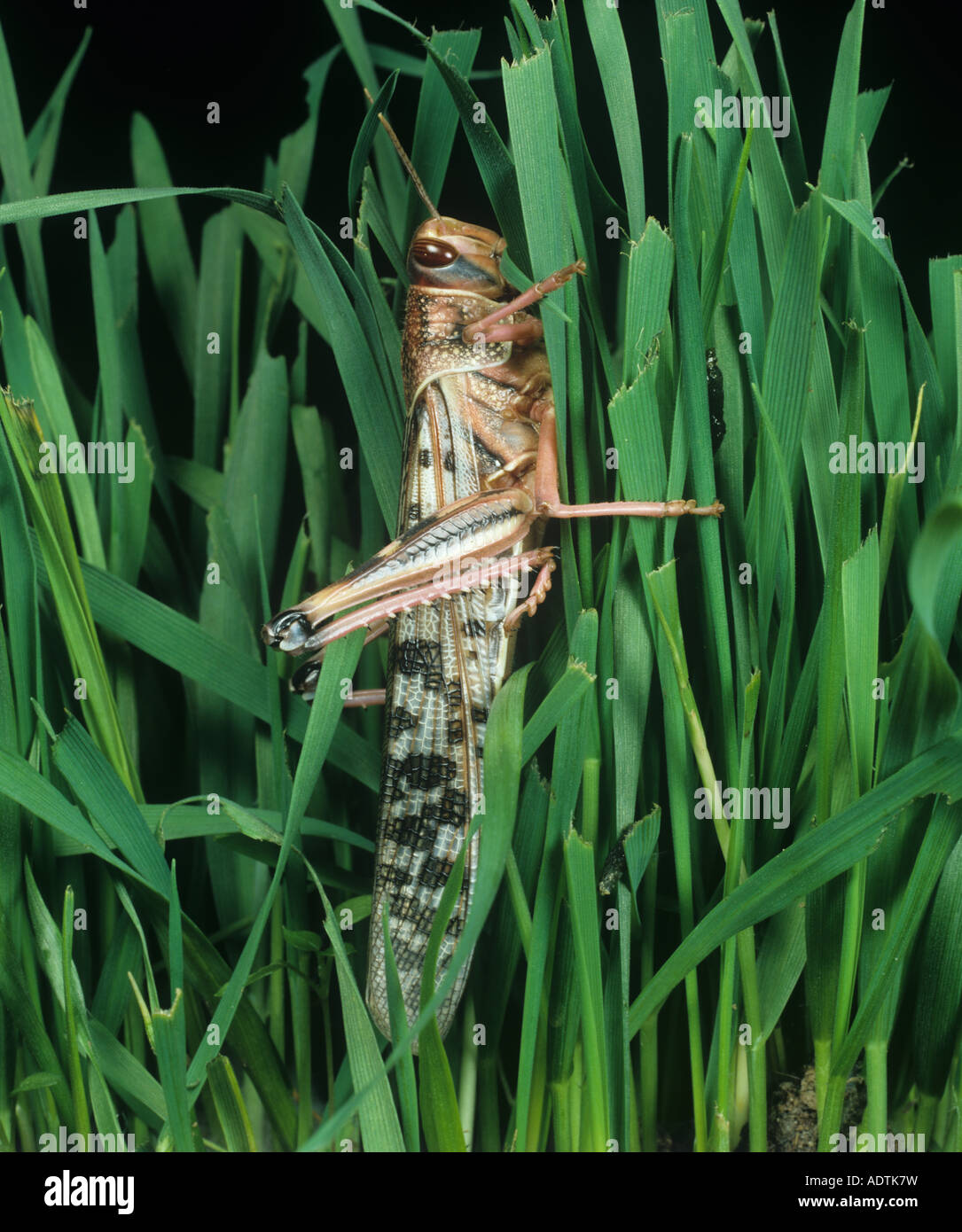 Desert locust Schistocerca gregaria on young wheat plants Stock Photo ...