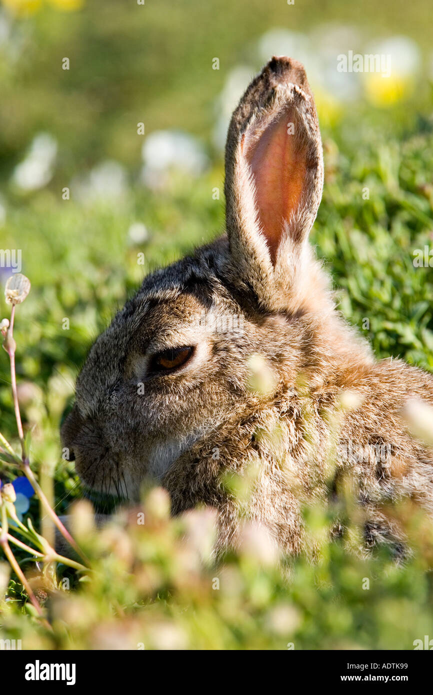 Skokholm Rabbit Oryctolagus cuniculus close up shot oh head with ears ...
