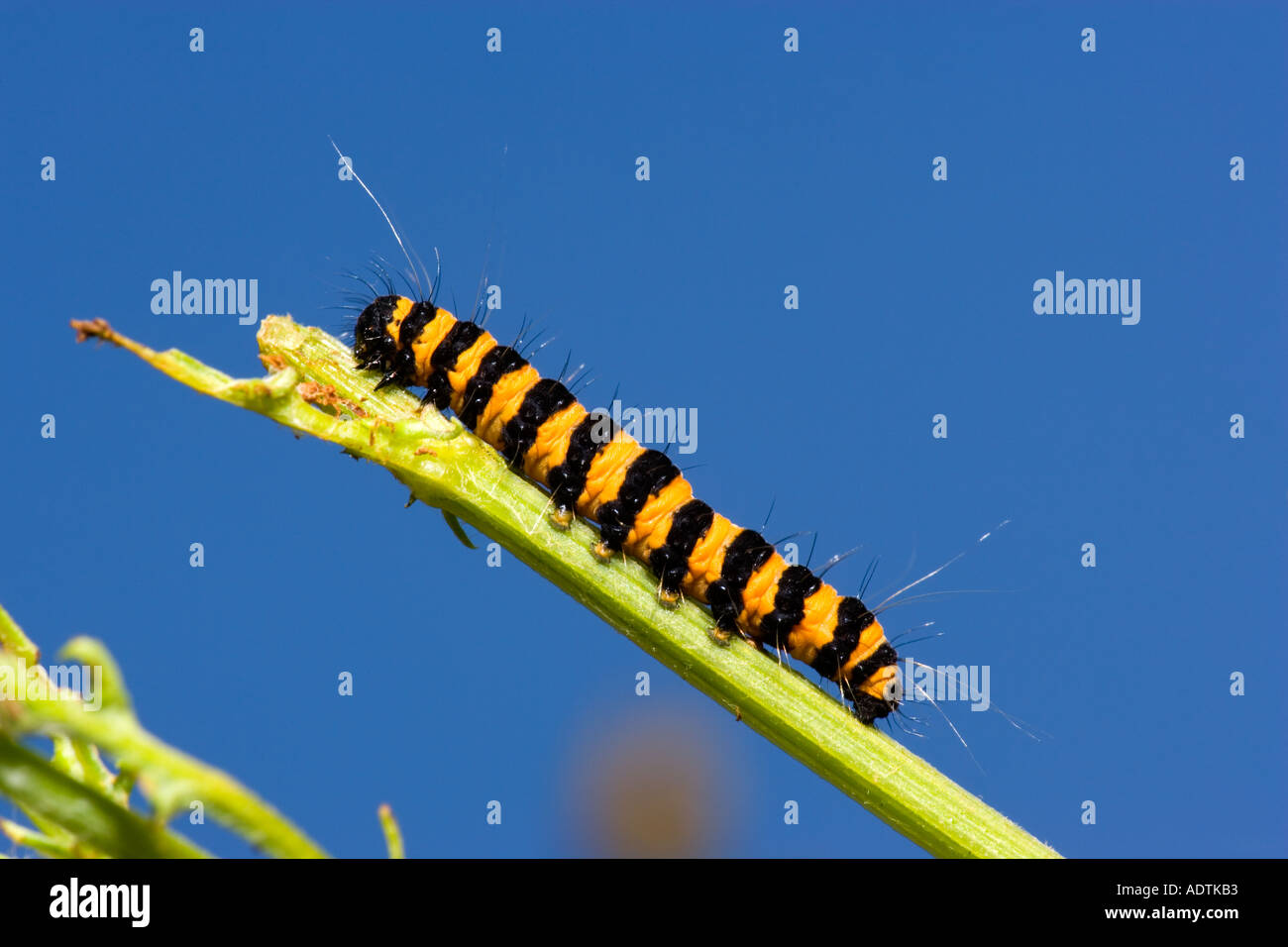 Cinnabar moth Tyria jacobaeae larva feeding on ragwort with blue sky ...