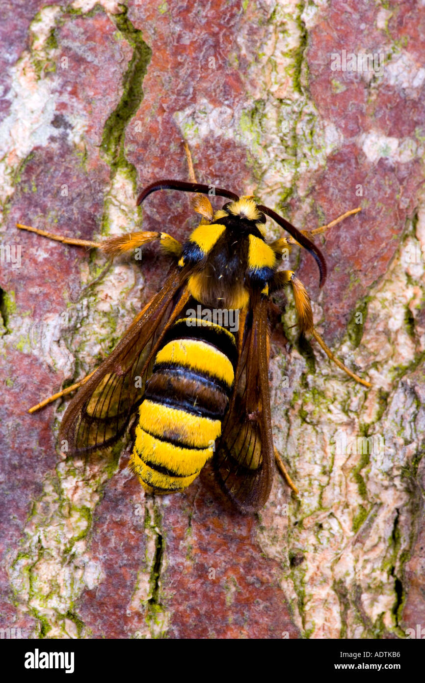 Hornet Moth Sesia apiformis at rest on poplar bark potton bedfordshire ...