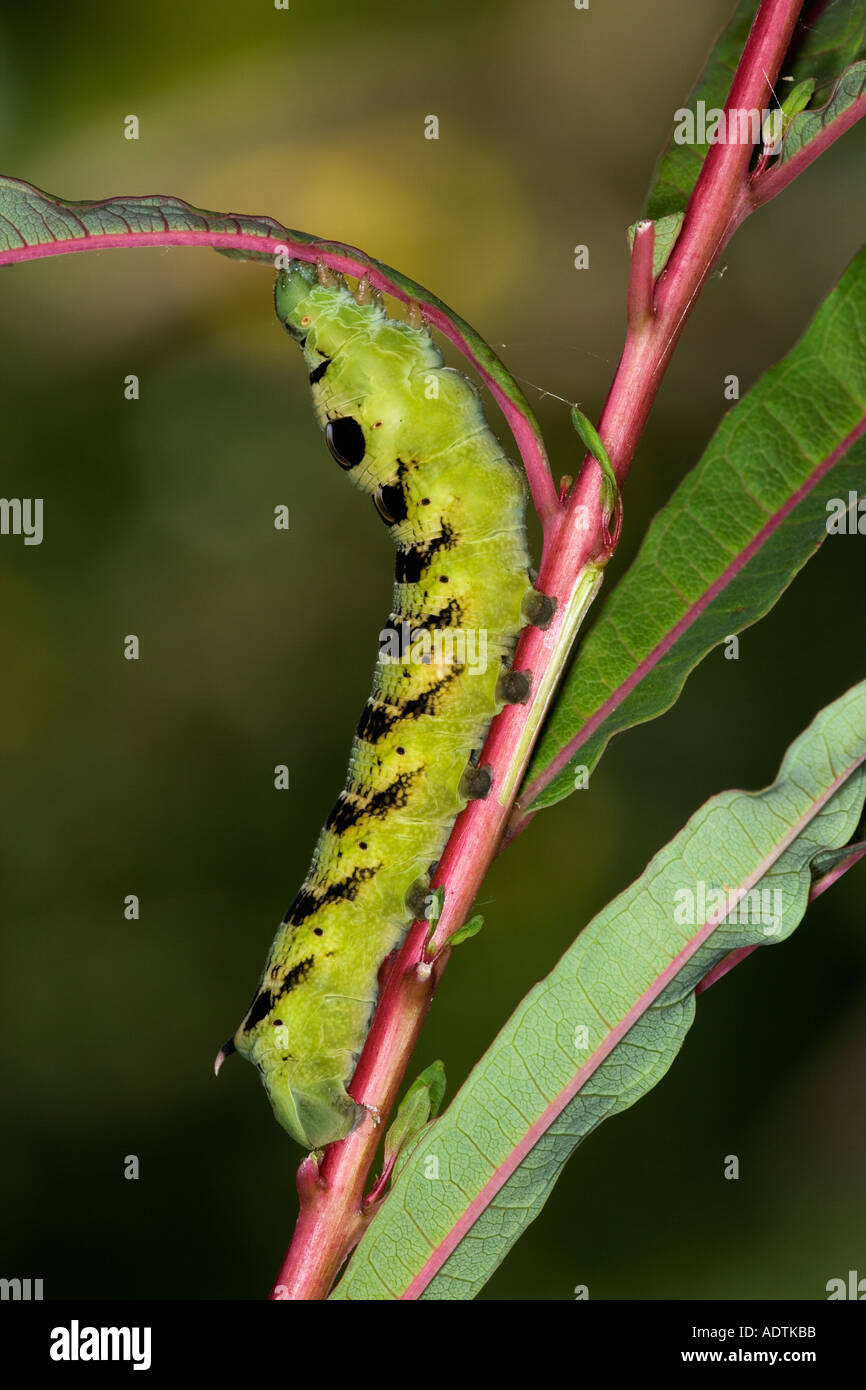 Elephant Hawkmoth Deilephila elpenor larvae feeding on willowherb ...