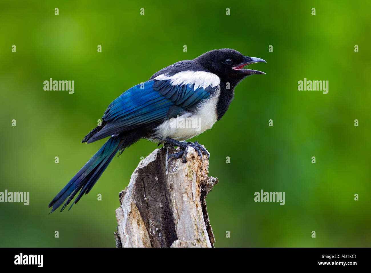 Magpie Pica pica perched on post with beak open calling with nice out ...