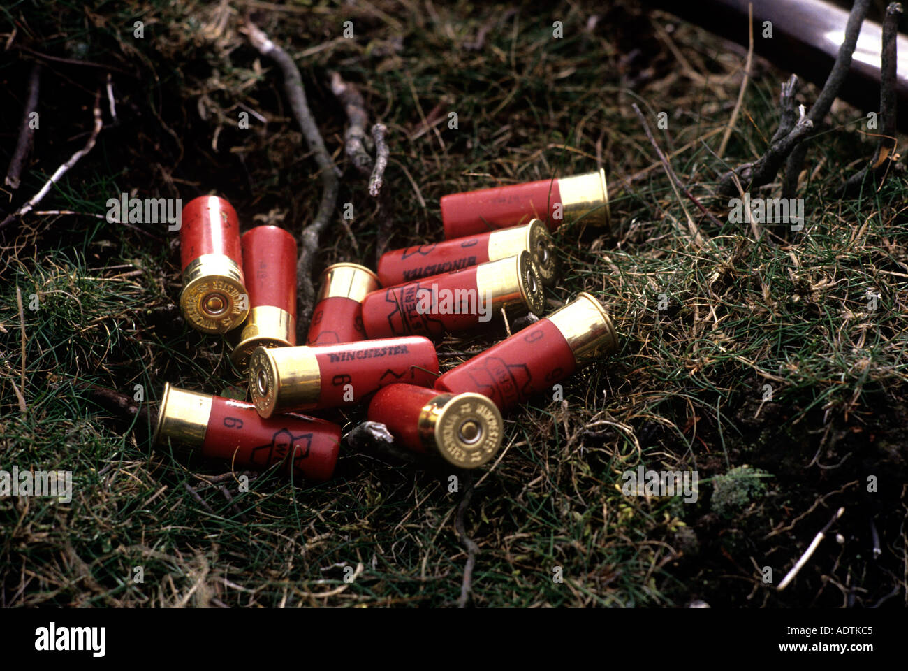 SHOTGUN CARTRIDGES ON GRASS Stock Photo - Alamy