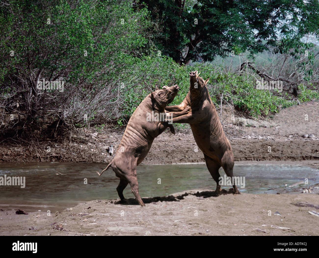 Babiroussa (Babyrousa babyrussa) males fighting Stock Photo - Alamy