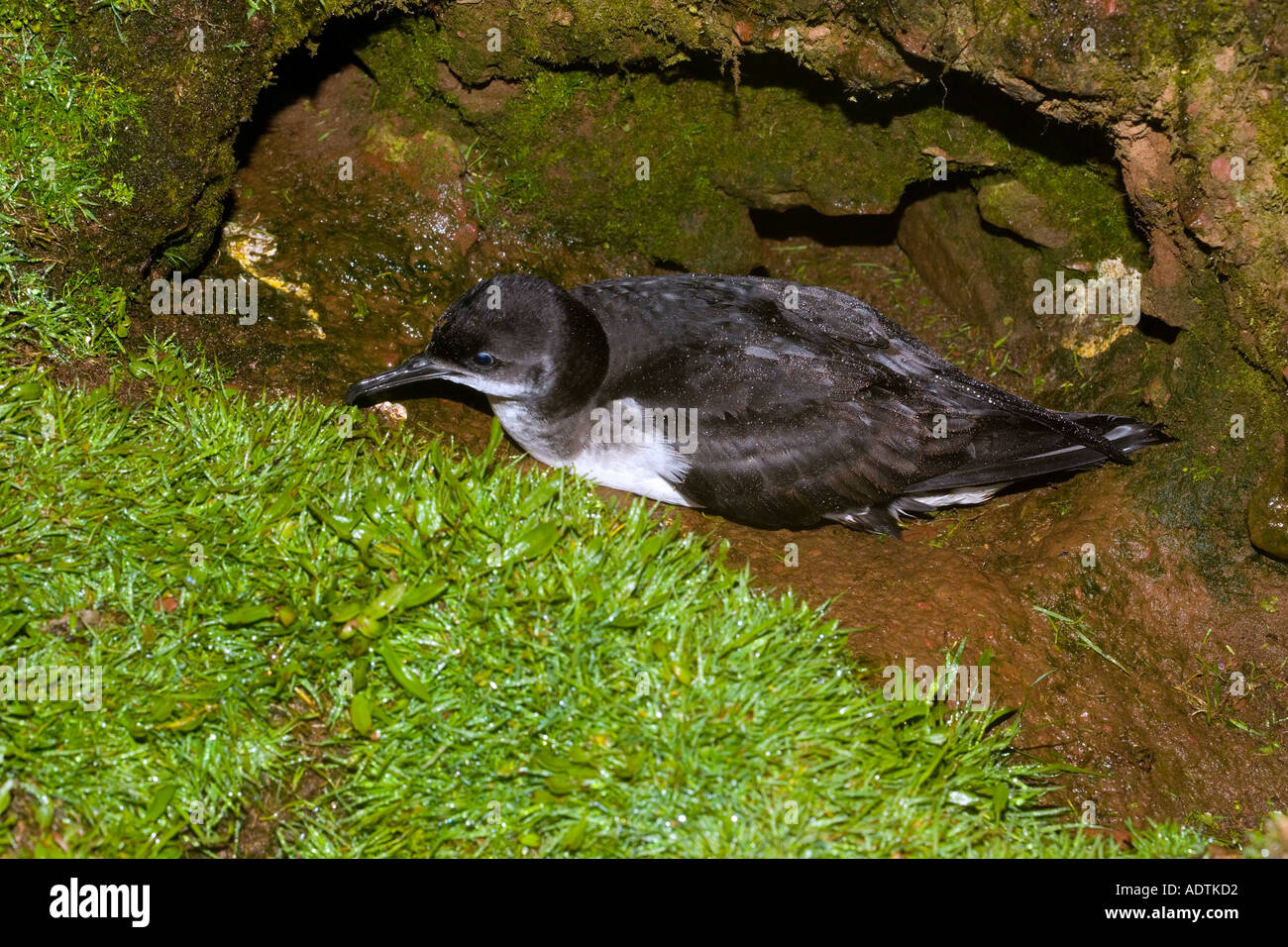 Manx shearwater Puffinus puffinus in burrow skokholm Stock Photo - Alamy