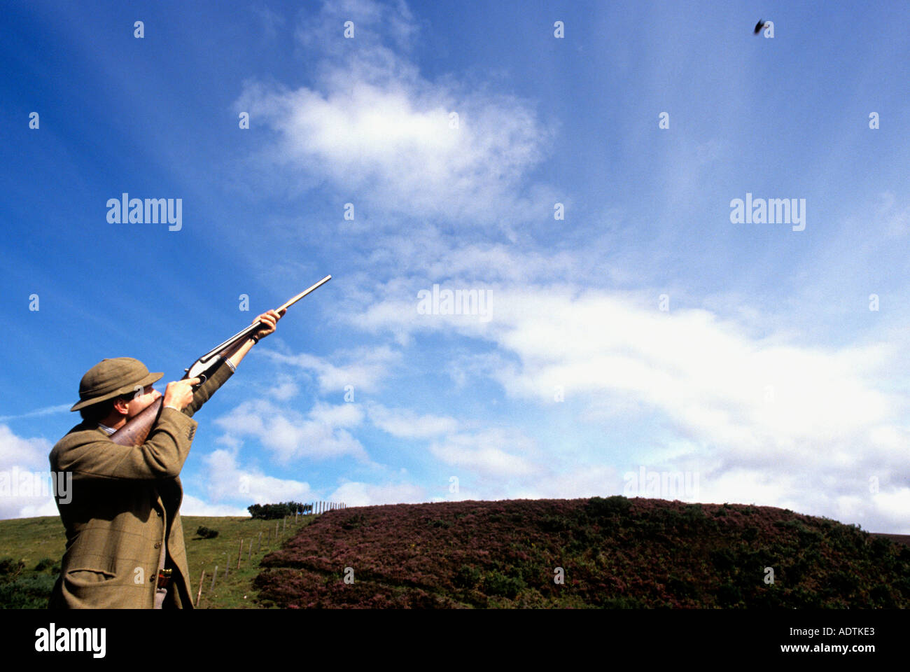 SHOOTER FIRING AND KILLING BIRD DURING A SHOOT IN SCOTLAND Stock Photo ...