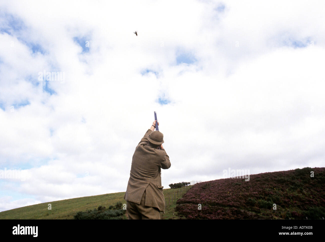 SHOOTER FIRING AND KILLING BIRD DURING A SHOOT IN SCOTLAND Stock Photo ...