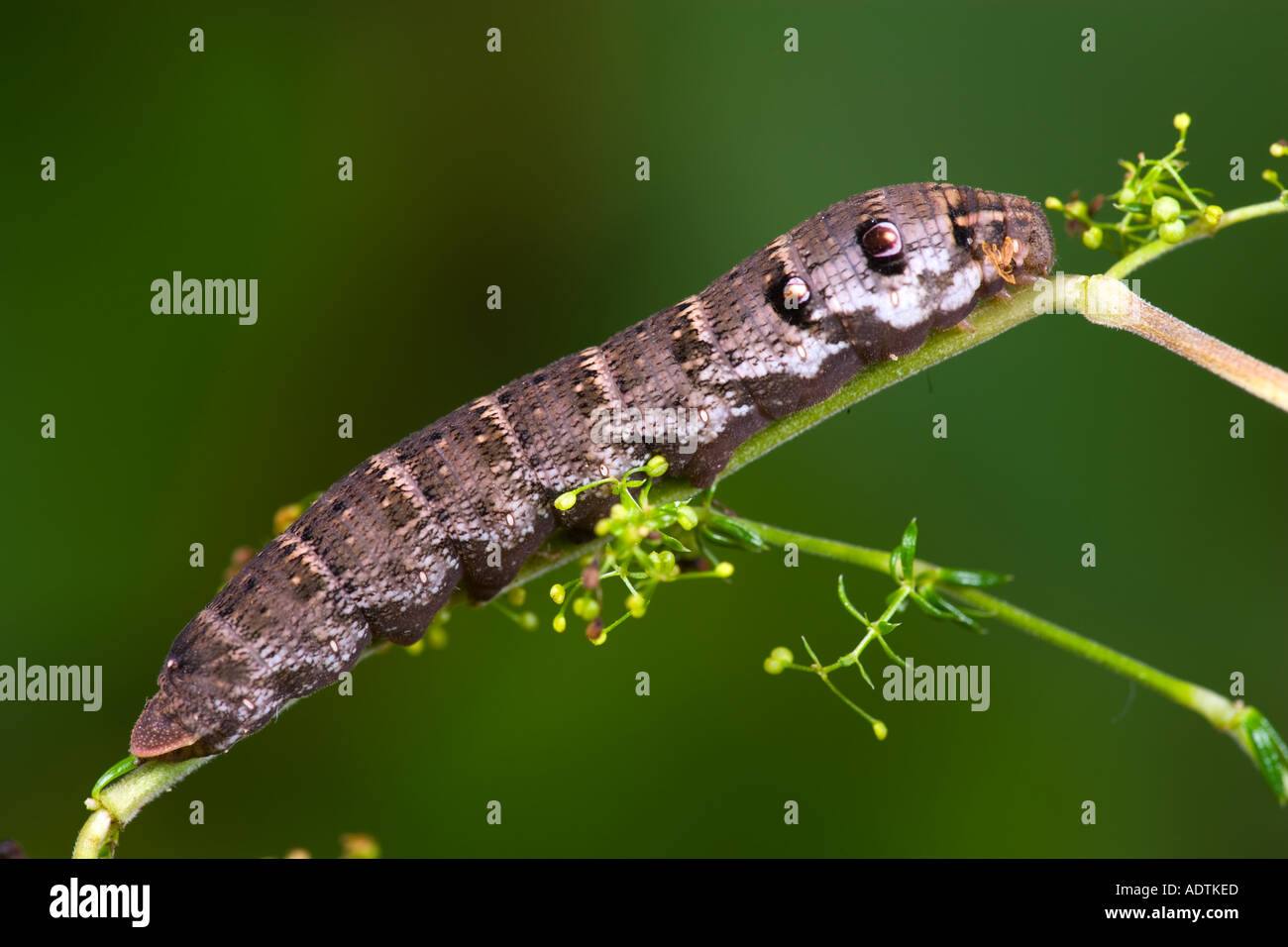 Small Elephant Hawkmoth Deilephila porcellus larvae feeding on ladys ...