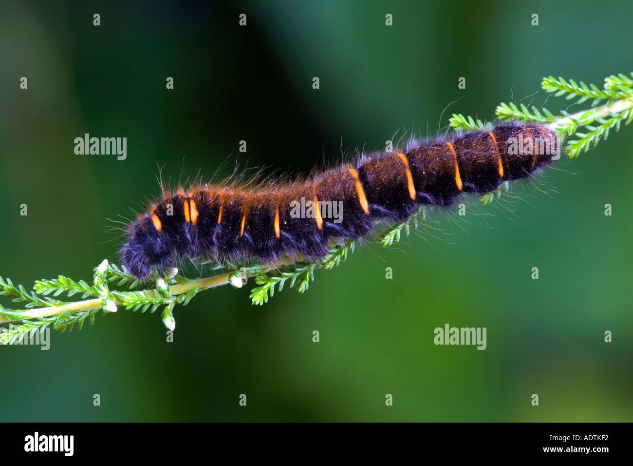 Small Elephant Hawkmoth Deilephila porcellus larvae feeding on ladys ...