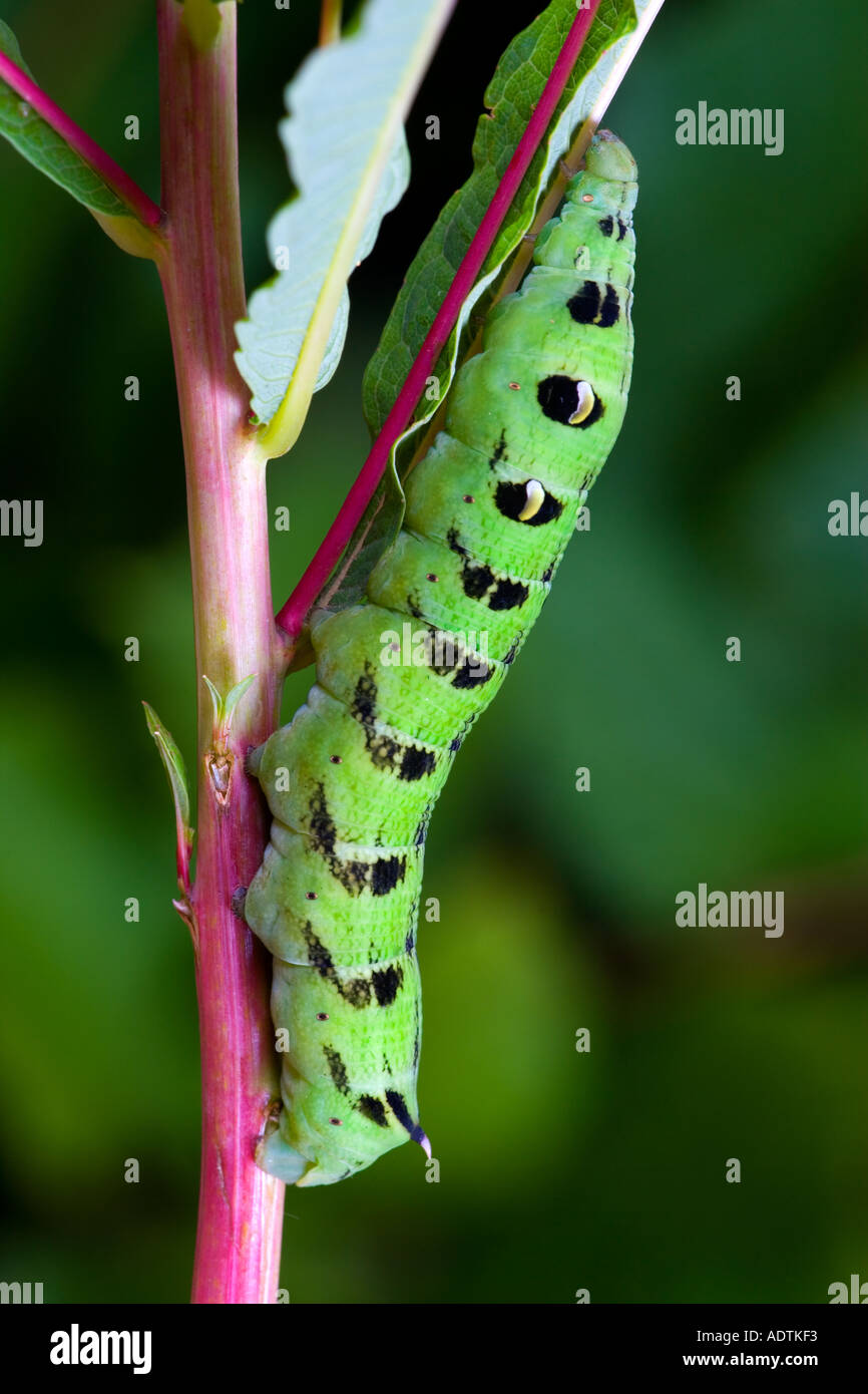 Elephant Hawkmoth Deilephila elpenor Larvae feeding on willowherb ...