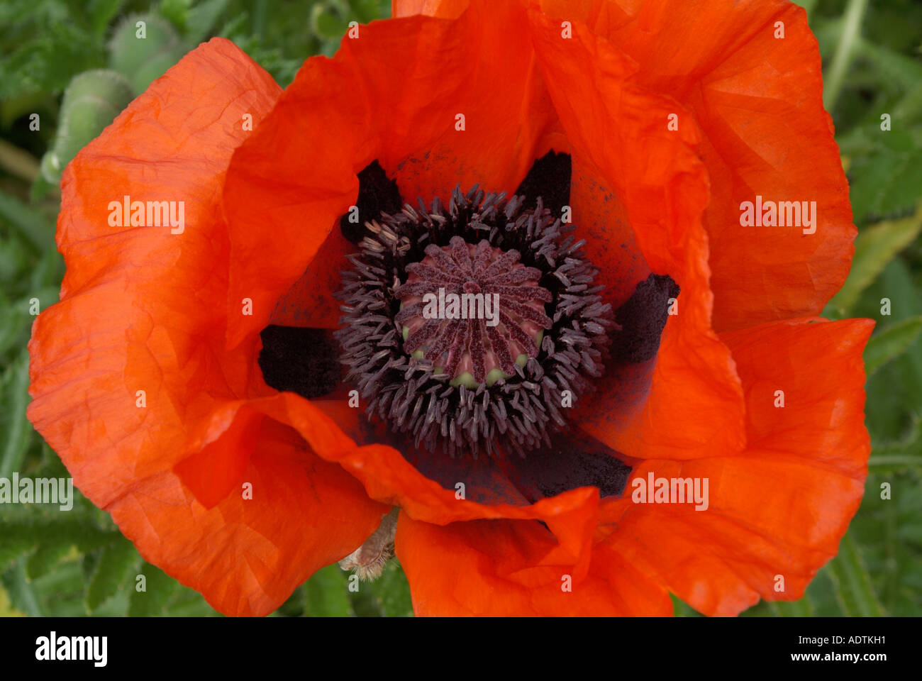 Papaver orientale allegro hi-res stock photography and images - Alamy