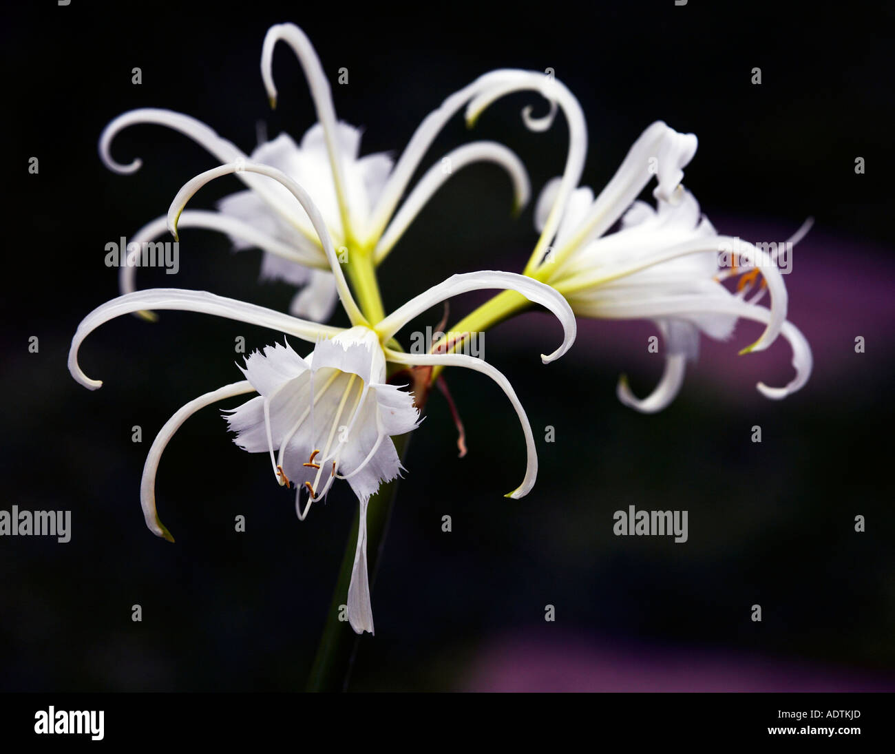 White Spider Lily Hymenocallis festalis Stock Photo - Alamy