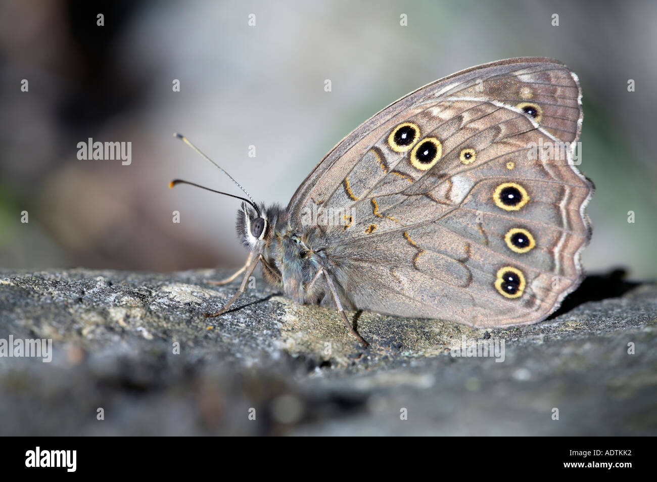 Brown colour butterfly hi-res stock photography and images - Alamy