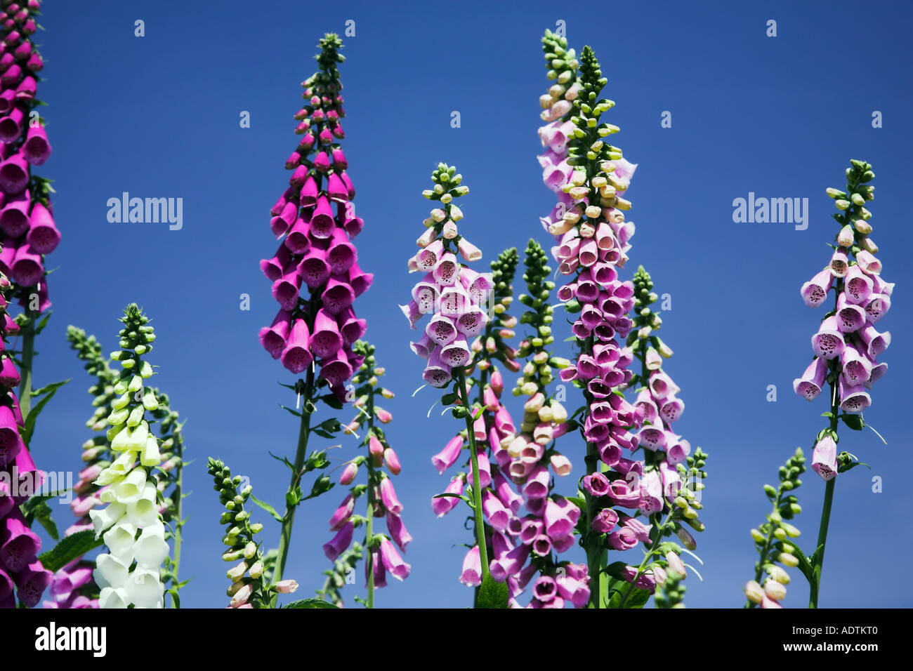 Blue foxgloves hi-res stock photography and images - Alamy