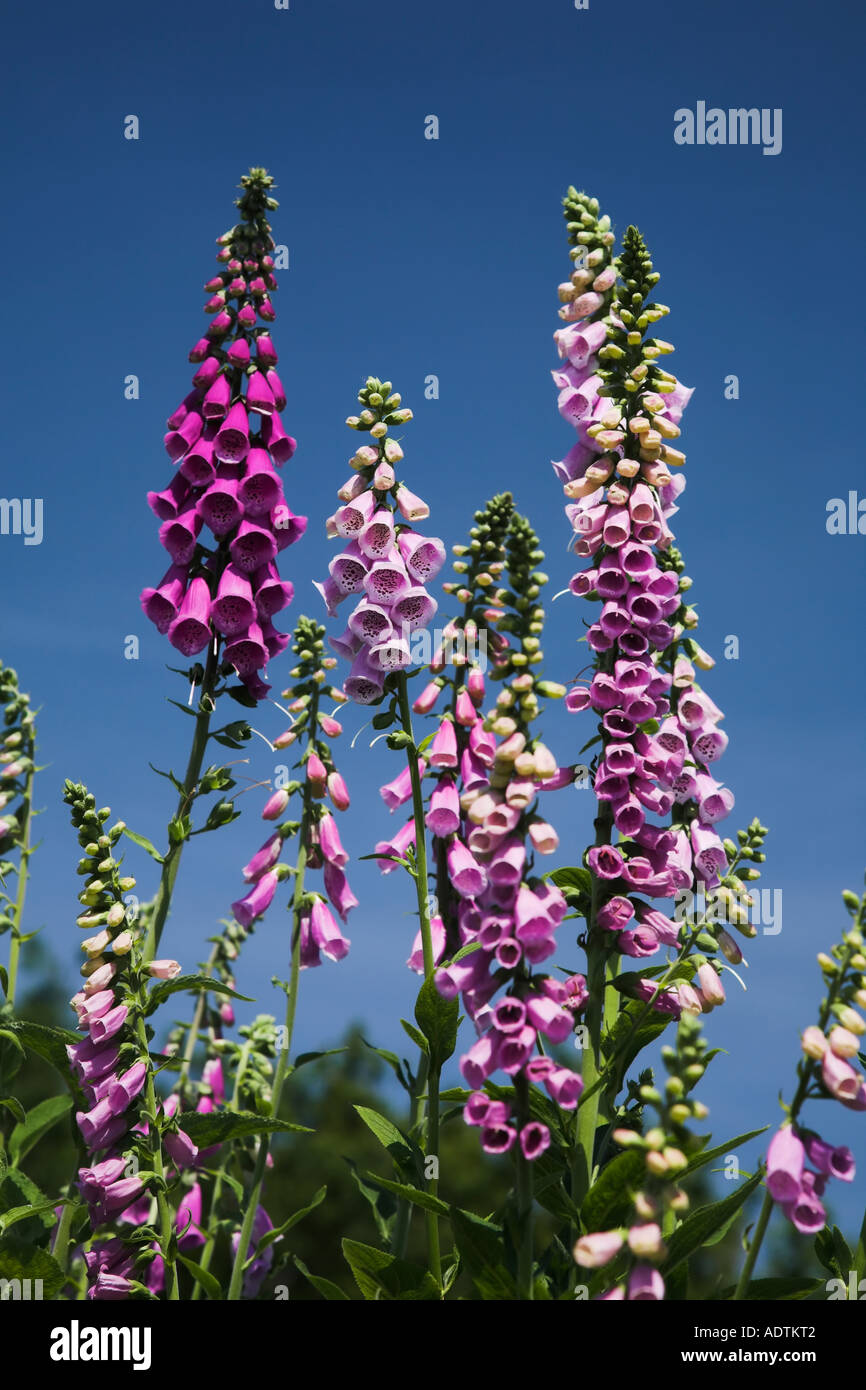 Blue foxgloves cottage garden hi-res stock photography and images - Alamy