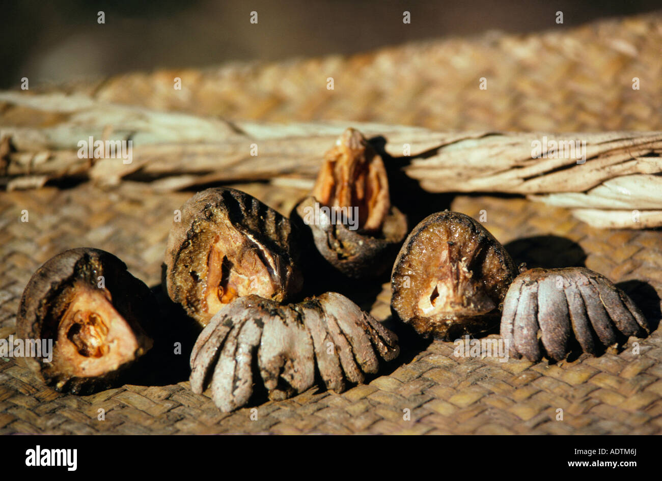 food for Aye-Aye (Daubentonia madagascariensis) madagascar Stock Photo ...