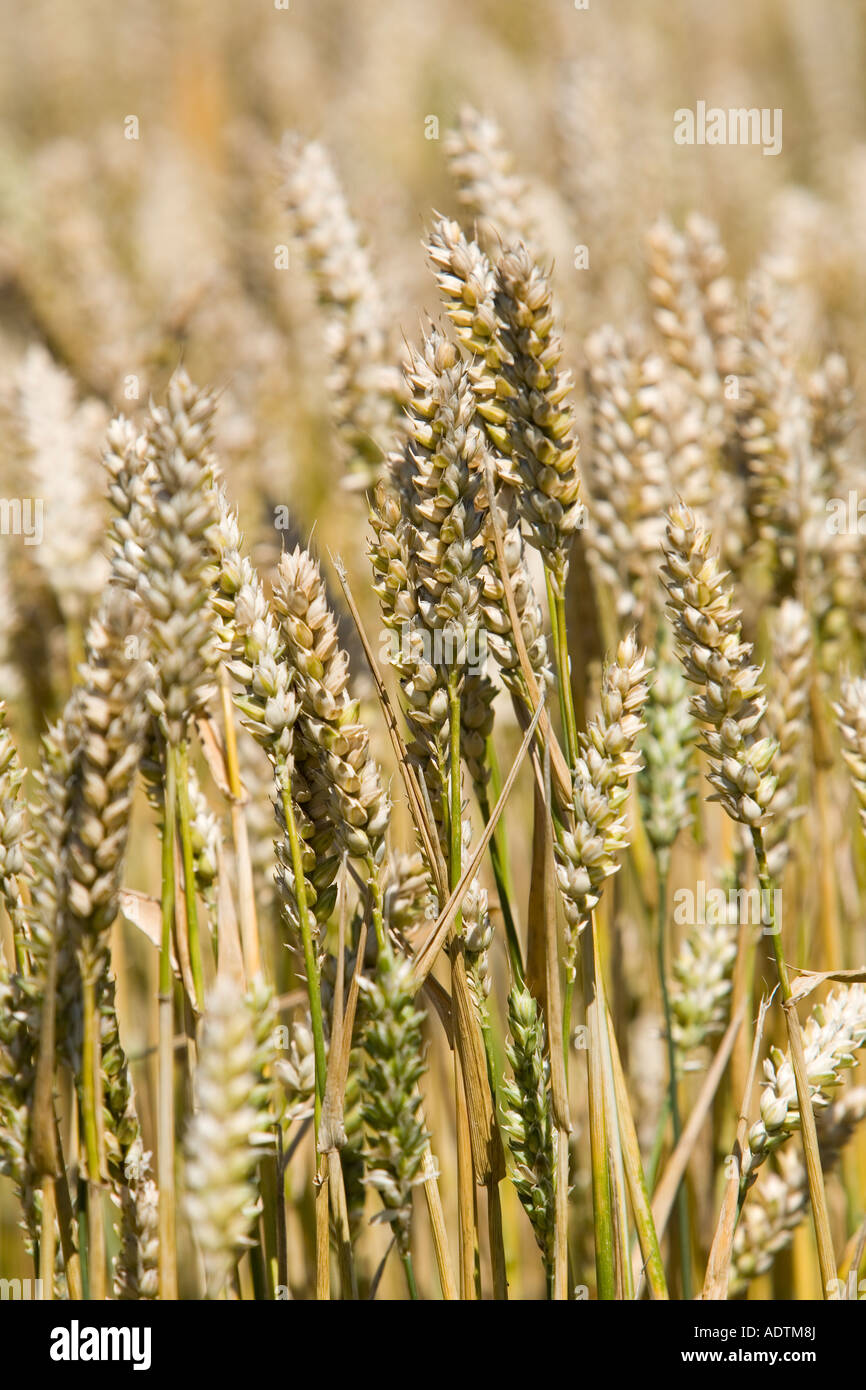 Closeup view of a field of golden ripe wheat ready for harvesting Stock ...